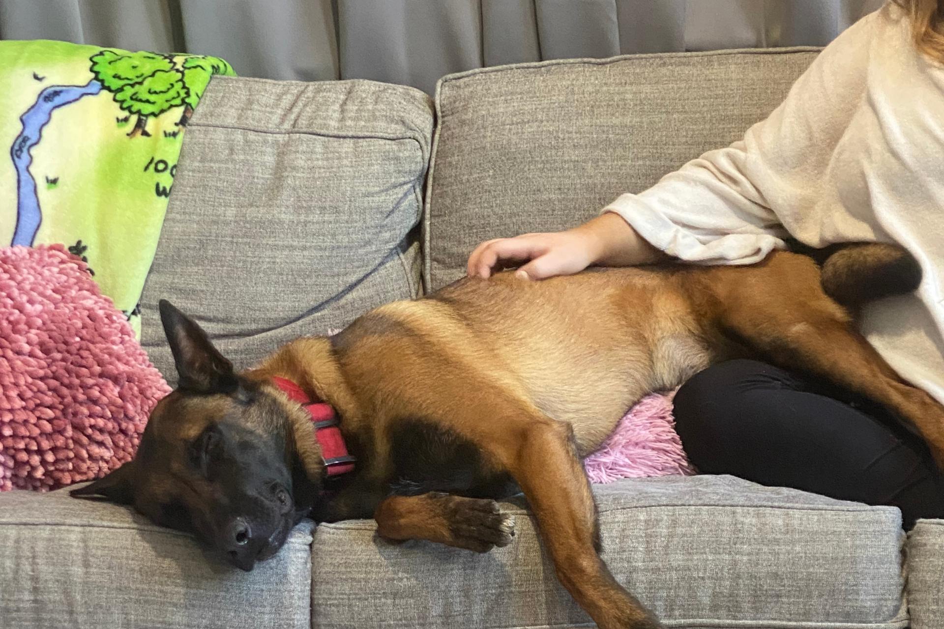 Not So Scary: The Power of Belgian Malinois and Other Stigmatized ...